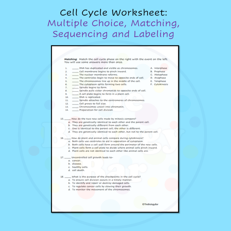 Cell Cycle Mitosis Worksheet Differentiated & Digital Options | Made By ...