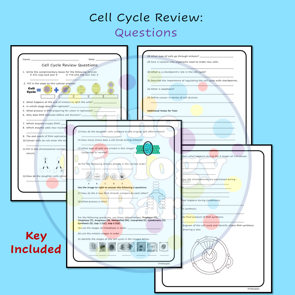 Cell Cycle Interphase and Mitosis Review and Test Modified and Digital ...
