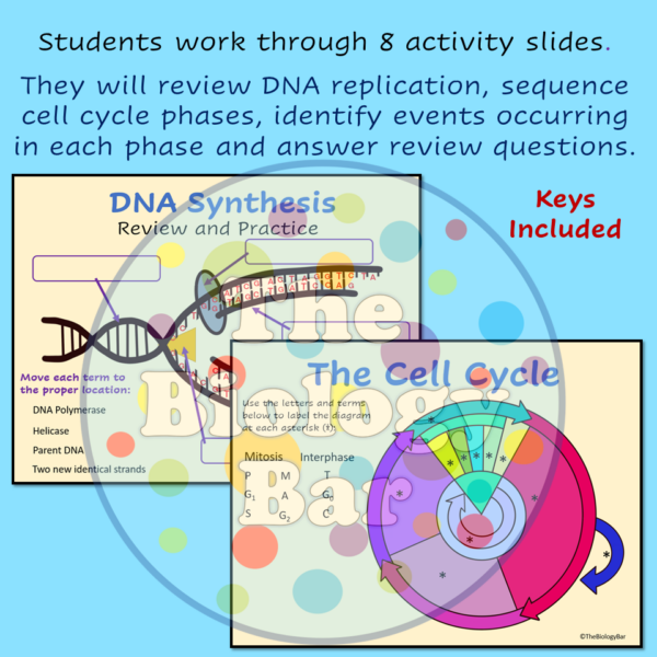 Cell Cycle Mitosis Interactive PowerPoint | Made By Teachers