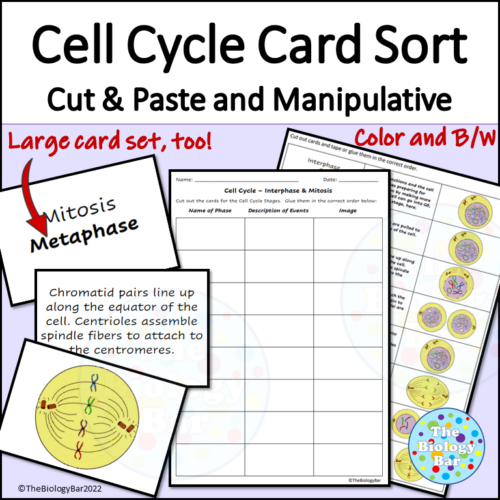 Cell Cycle Mitosis Card Sort | Made By Teachers