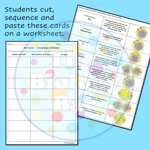 Cell Cycle Mitosis Card Sort | Made By Teachers