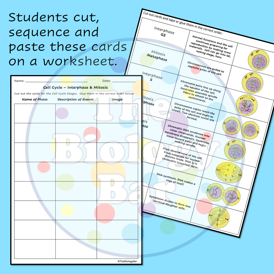 Cell Cycle Mitosis Card Sort | Made By Teachers