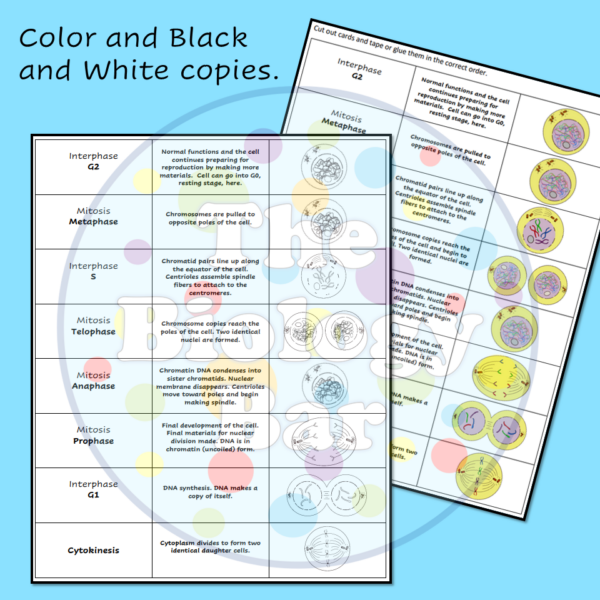 Cell Cycle Mitosis Card Sort | Made By Teachers