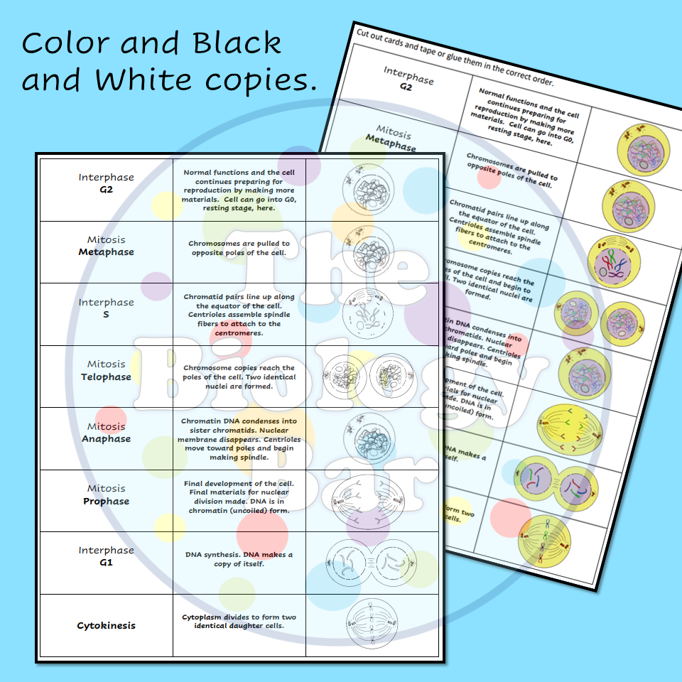 Cell Cycle Mitosis Card Sort | Made By Teachers