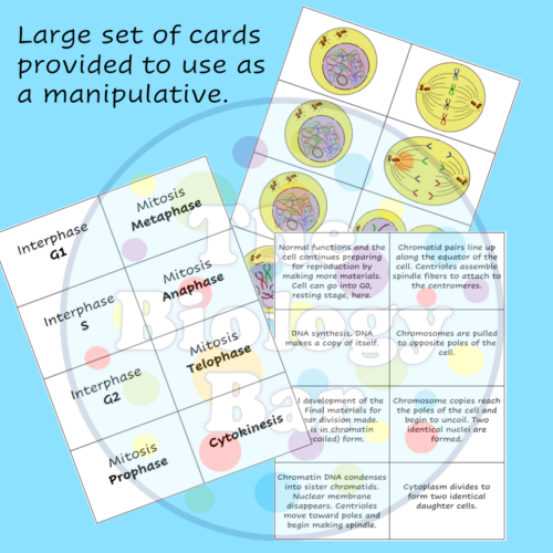 Cell Cycle Mitosis Card Sort | Made By Teachers