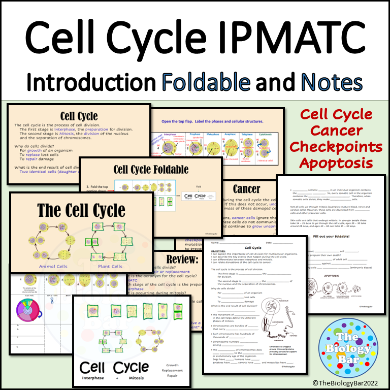 Cell Cycle Mitosis Foldable And Notes Made By Teachers Cell Cycle Mitosis Foldable And Notes Made By Teachers