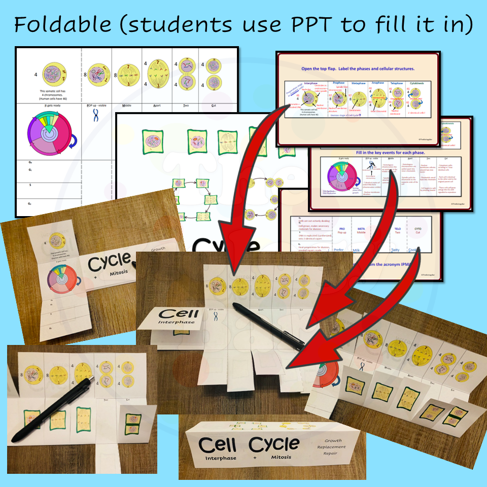 Cell Cycle Mitosis Foldable and Notes | Made By Teachers