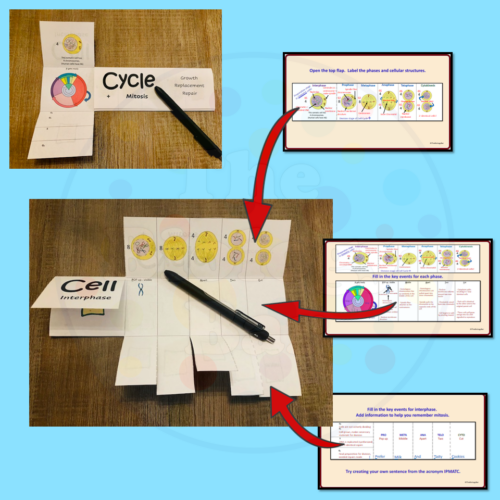 Cell Cycle Mitosis Foldable and Notes | Made By Teachers