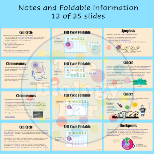 Cell Cycle Mitosis Foldable and Notes - Made By Teachers