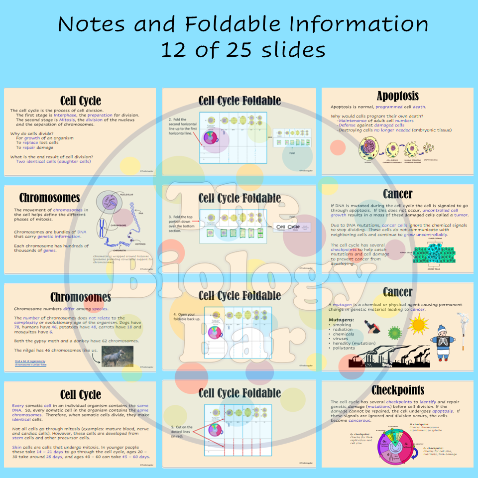 Cell Cycle Mitosis Foldable and Notes | Made By Teachers