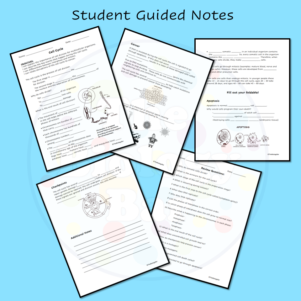 Cell Cycle Mitosis Foldable and Notes | Made By Teachers