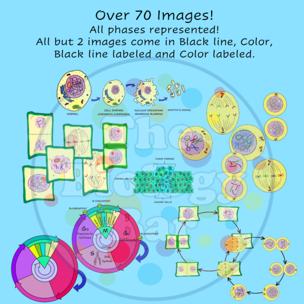 Cell Cycle Mitosis Biology Clip Art | Made By Teachers