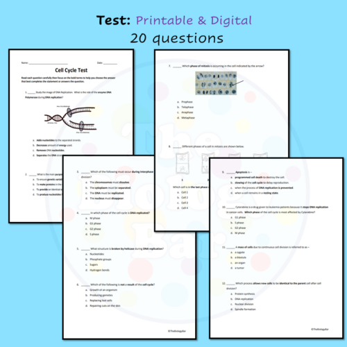 ESL Biology Cell Cycle Mitosis Review and Test | Made By Teachers