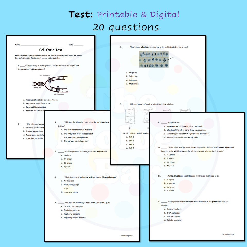 ESL Biology Cell Cycle Mitosis Review and Test | Made By Teachers