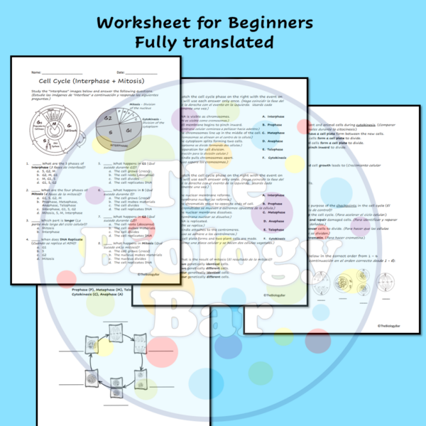 ESL Biology and SPED Cell Cycle Mitosis Worksheet | Made By Teachers