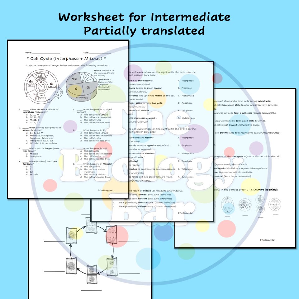 ESL Biology and SPED Cell Cycle Mitosis Worksheet | Made By Teachers