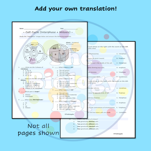 ESL Biology and SPED Cell Cycle Mitosis Worksheet | Made By Teachers