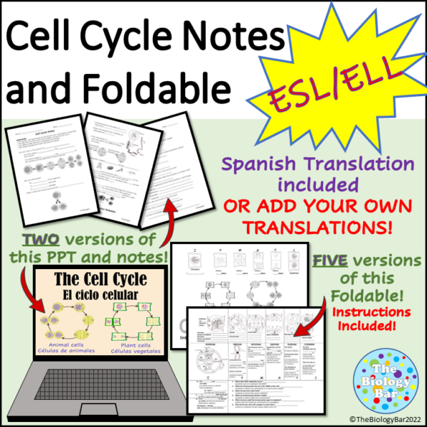 ESL Biology Cell Cycle Mitosis Notes and Foldable | Made By Teachers