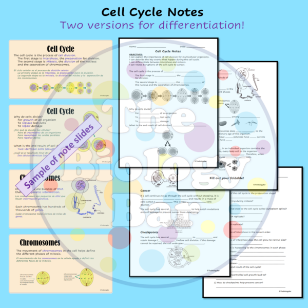 ESL Biology Cell Cycle Mitosis Notes and Foldable | Made By Teachers