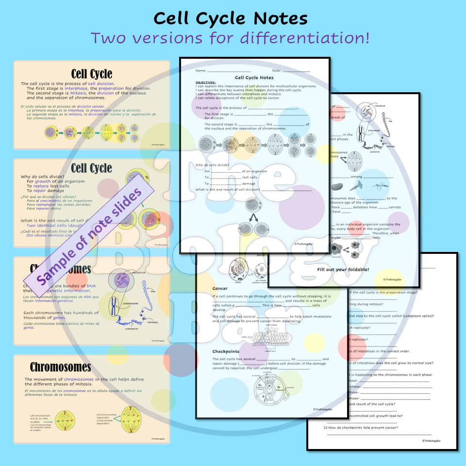 ESL Biology Cell Cycle Mitosis Notes and Foldable | Made By Teachers