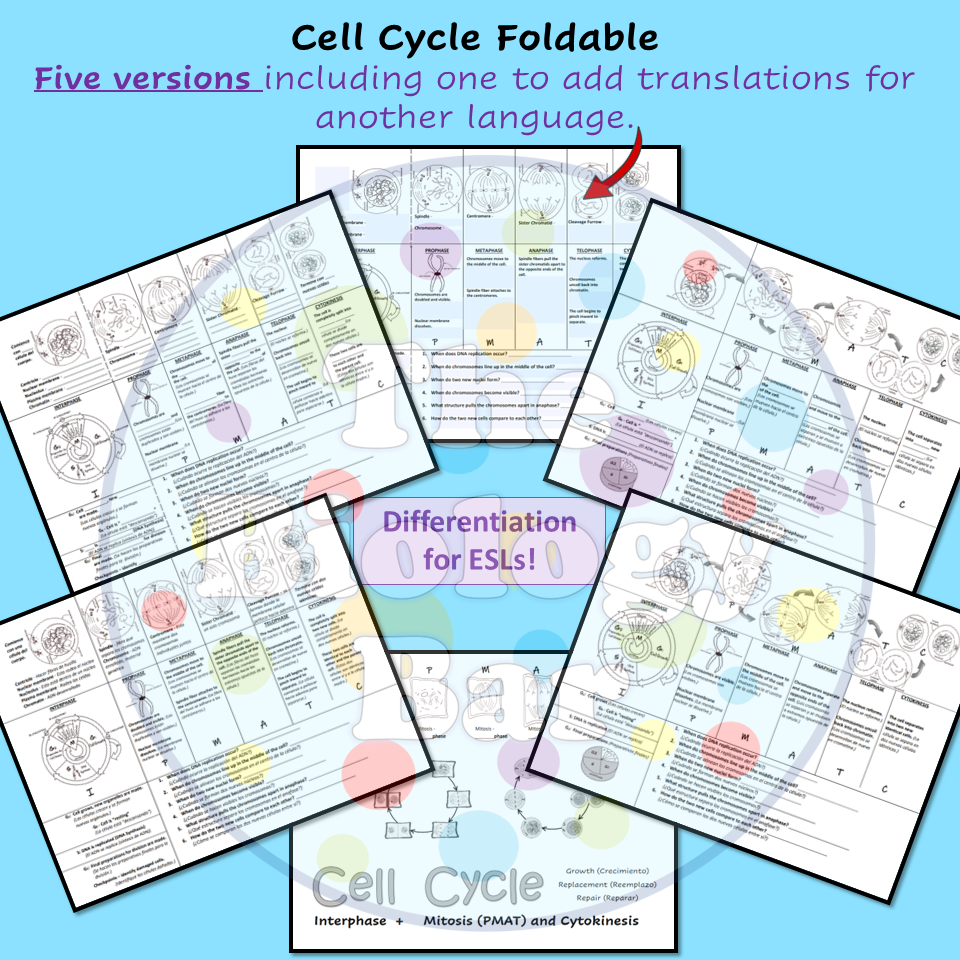 ESL Biology Cell Cycle Mitosis Notes and Foldable | Made By Teachers