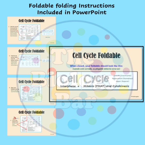 ESL Biology Cell Cycle Mitosis Notes and Foldable | Made By Teachers