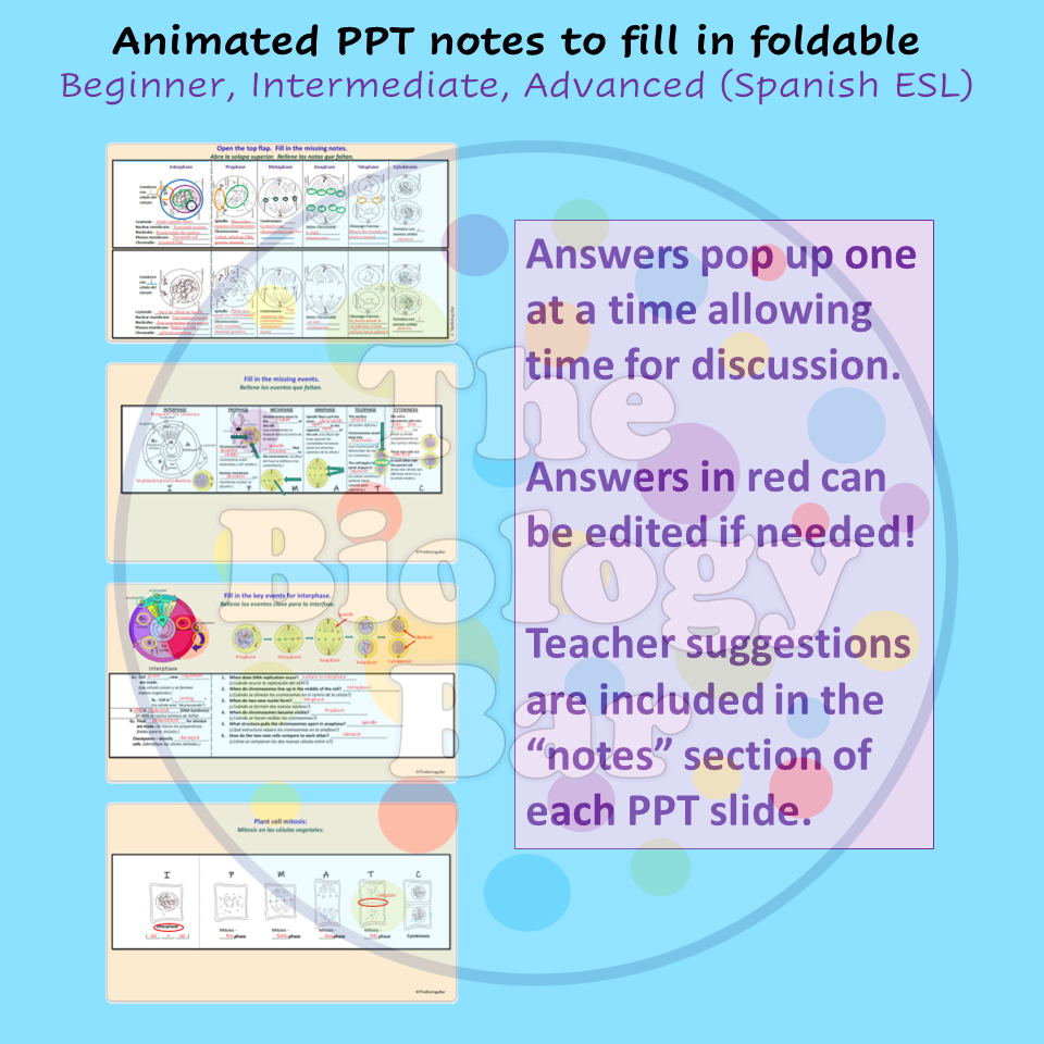 ESL Biology Cell Cycle Mitosis Notes and Foldable | Made By Teachers