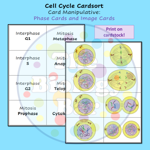 ESL Biology Cell Cycle Mitosis Card Sort | Made By Teachers