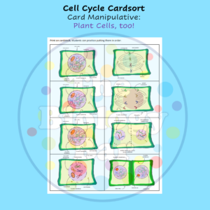 ESL Biology Cell Cycle Mitosis Card Sort | Made By Teachers