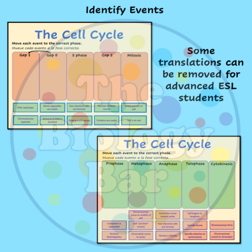 ESL Biology Cell Cycle Mitosis Interactive PowerPoint | Made By Teachers