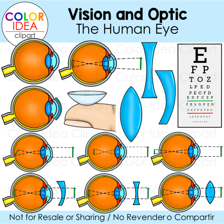 Vision and Optic - The Human Eye | Made By Teachers