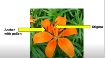 2nd Grade Science Video Lab Activity 2.LS2.2 Seed Dispersal ...