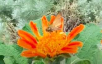 2nd Grade Science Video Lab Activity 2.LS2.2 Seed Dispersal ...