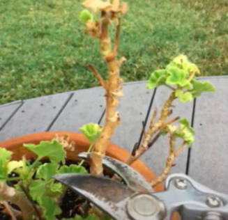 2nd Grade Science Video Lab Activity 2.LS2.1 Plant Needs | Made By Teachers