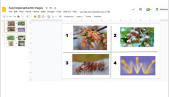 2nd Grade Science Lesson Seed Dispersal 2.LS2.2 OAS NGSS | Made By Teachers