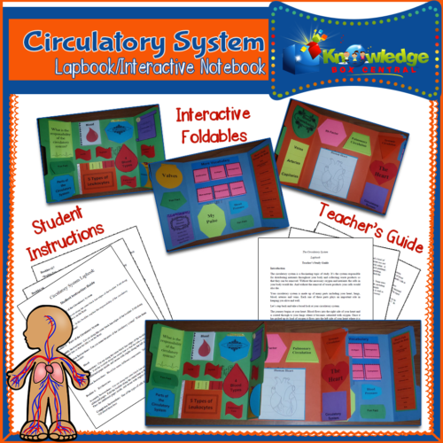 Circulatory System Lapbook / Interactive Notebook | Made By Teachers