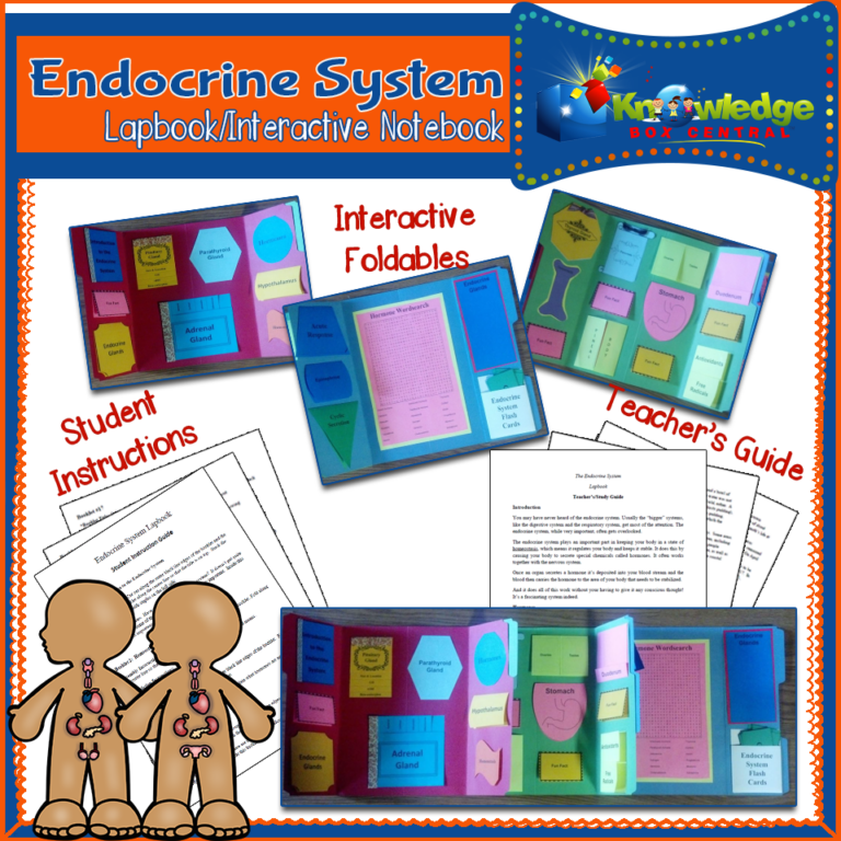 Endocrine System Lapbook / Interactive Notebook | Made By Teachers