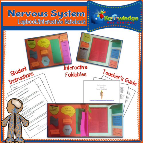 Nervous System Lapbook / Interactive Notebook | Made By Teachers
