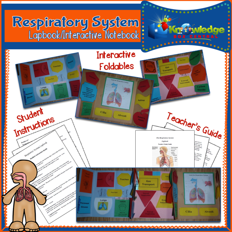 Respiratory System Lapbook / Interactive Notebook | Made By Teachers