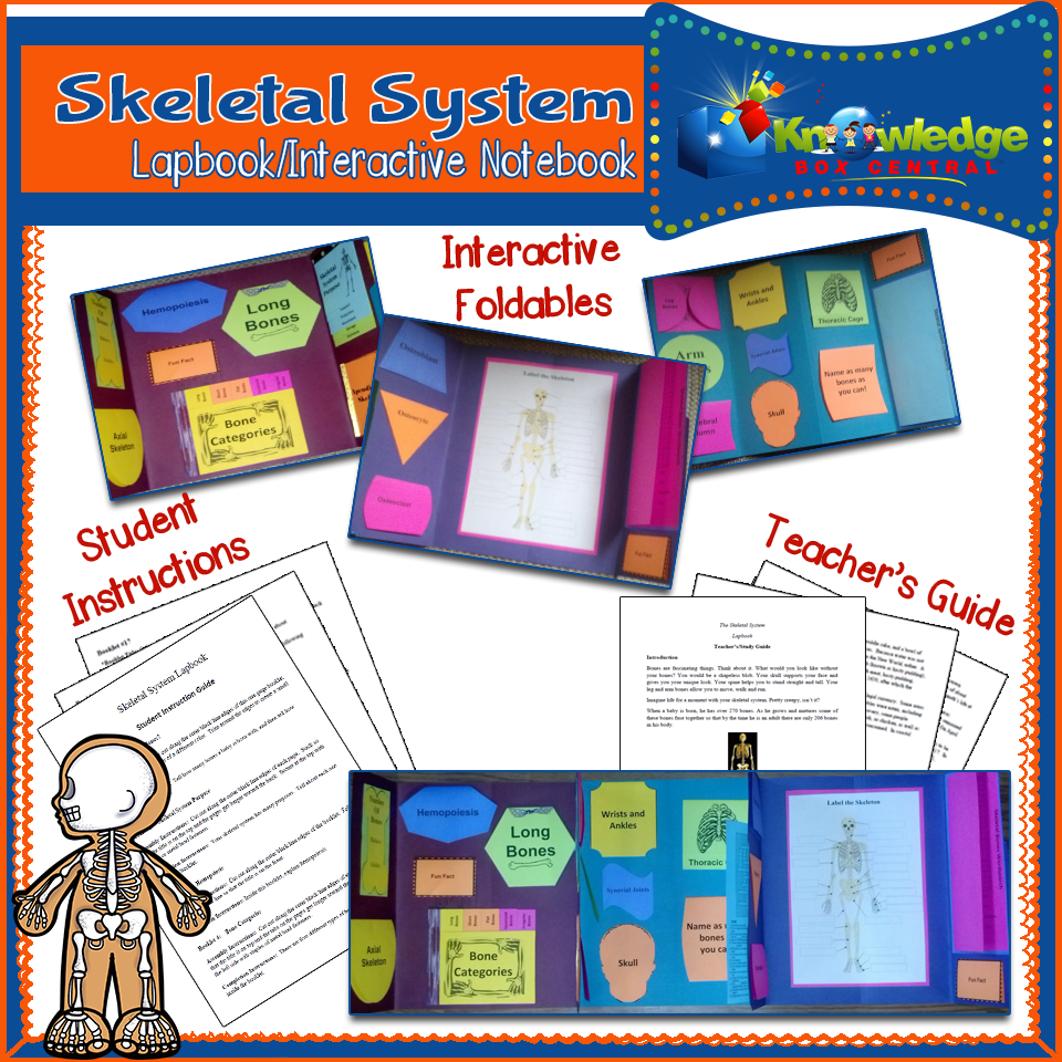 Skeletal System Lapbook / Interactive Notebook | Made By Teachers