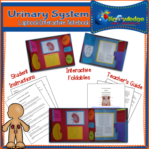 Urinary System Lapbook / Interactive Notebook | Made By Teachers