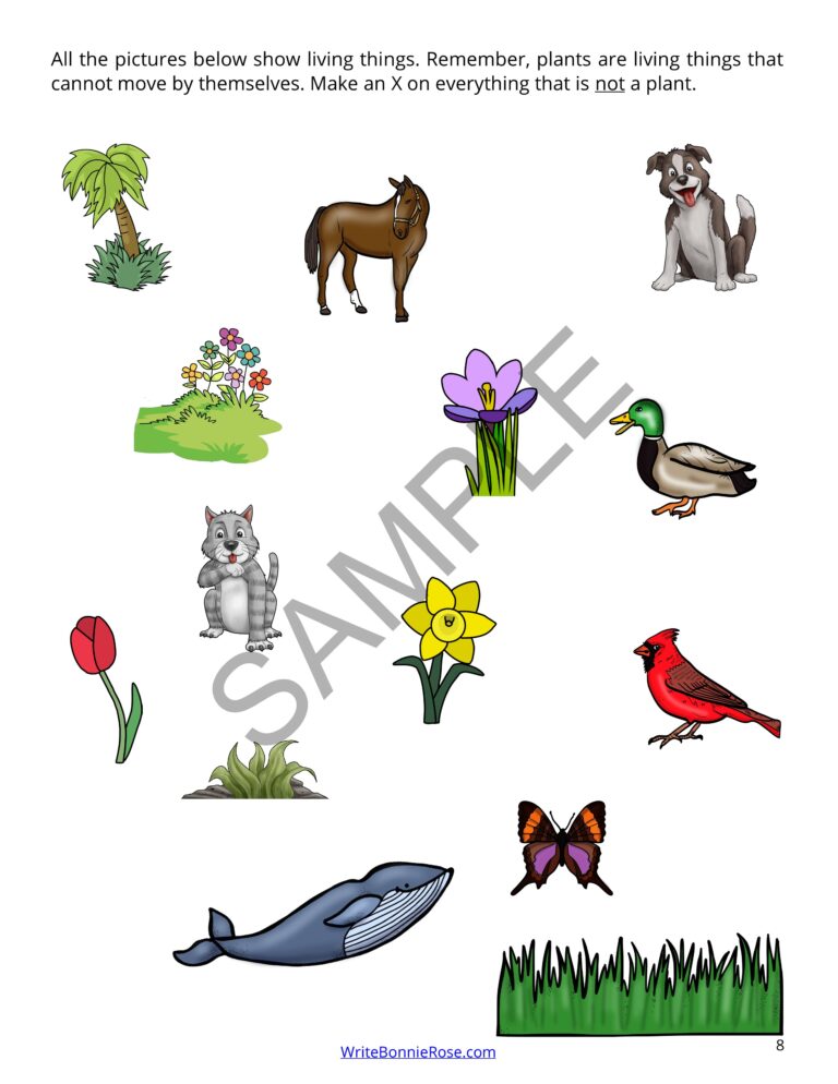 Learning About Science for Young Learners: Plants | Made By Teachers