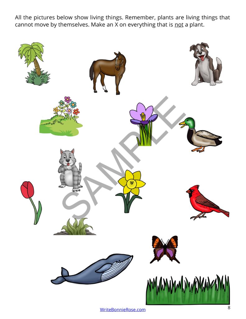 Learning About Science for Young Learners: Plants | Made By Teachers