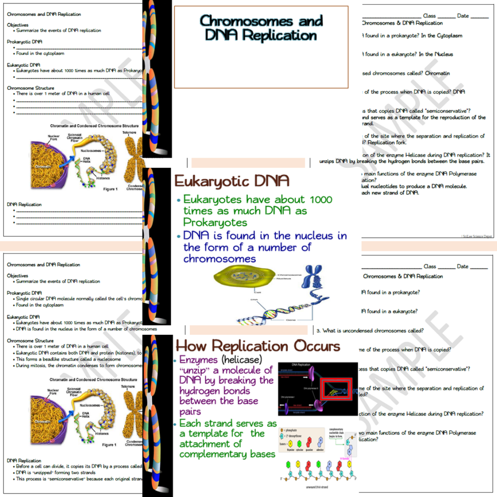 Molecular Genetics NO PREP Unit Bundle | Made By Teachers