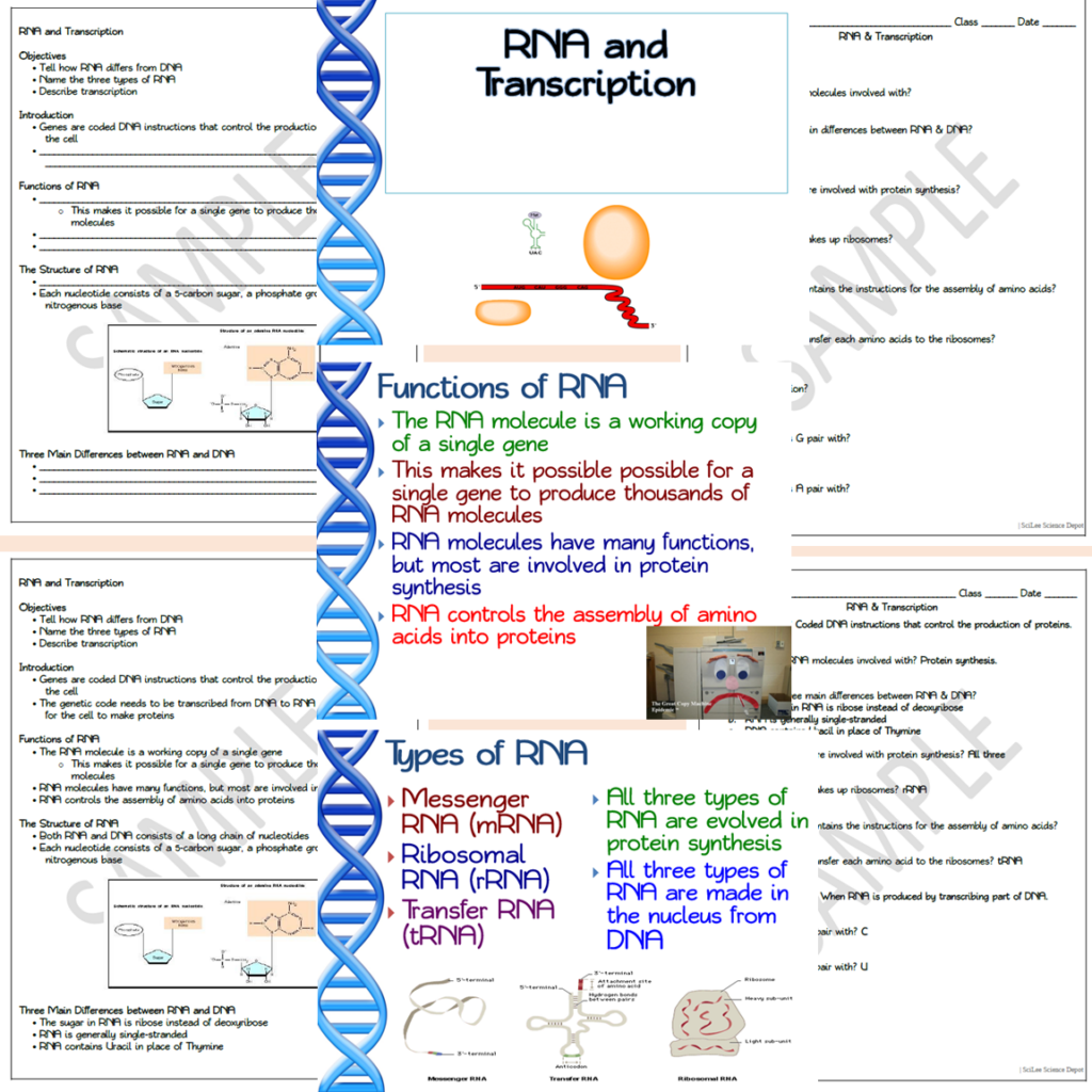 Molecular Genetics NO PREP Unit Bundle | Made By Teachers