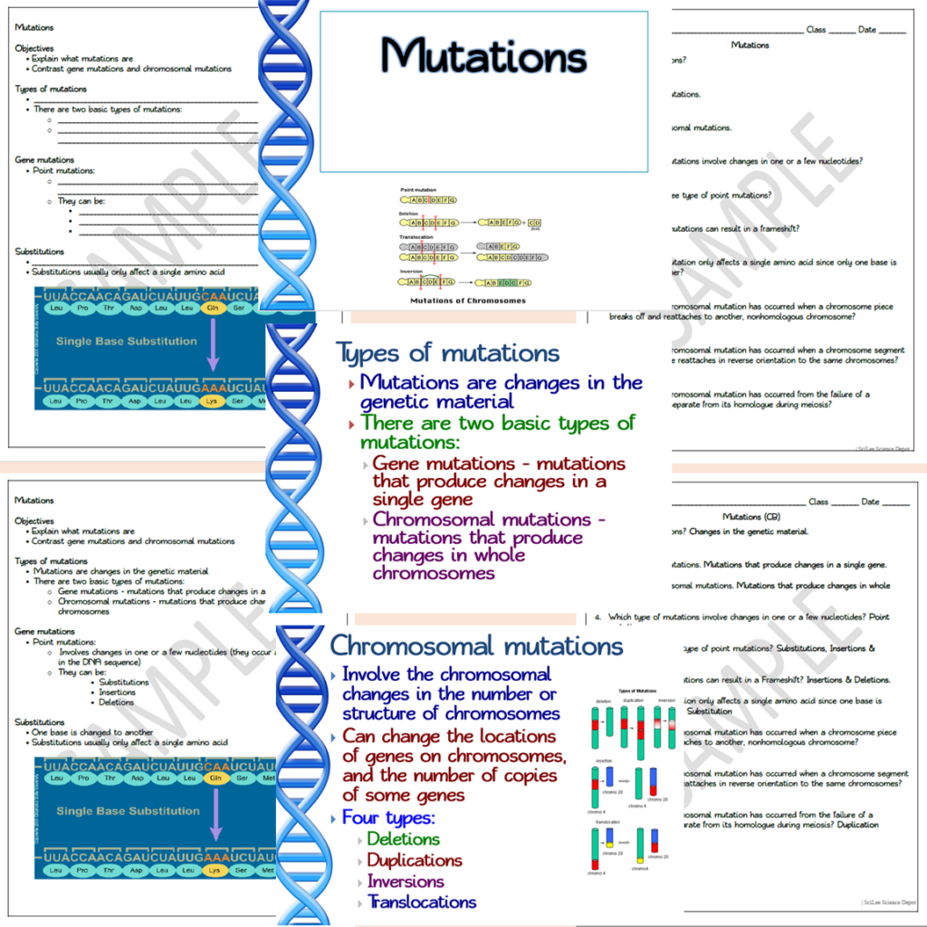 Molecular Genetics NO PREP Unit Bundle | Made By Teachers