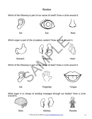 Our Senses & Systems & How They Work-Learning About Science, Level 1 ...