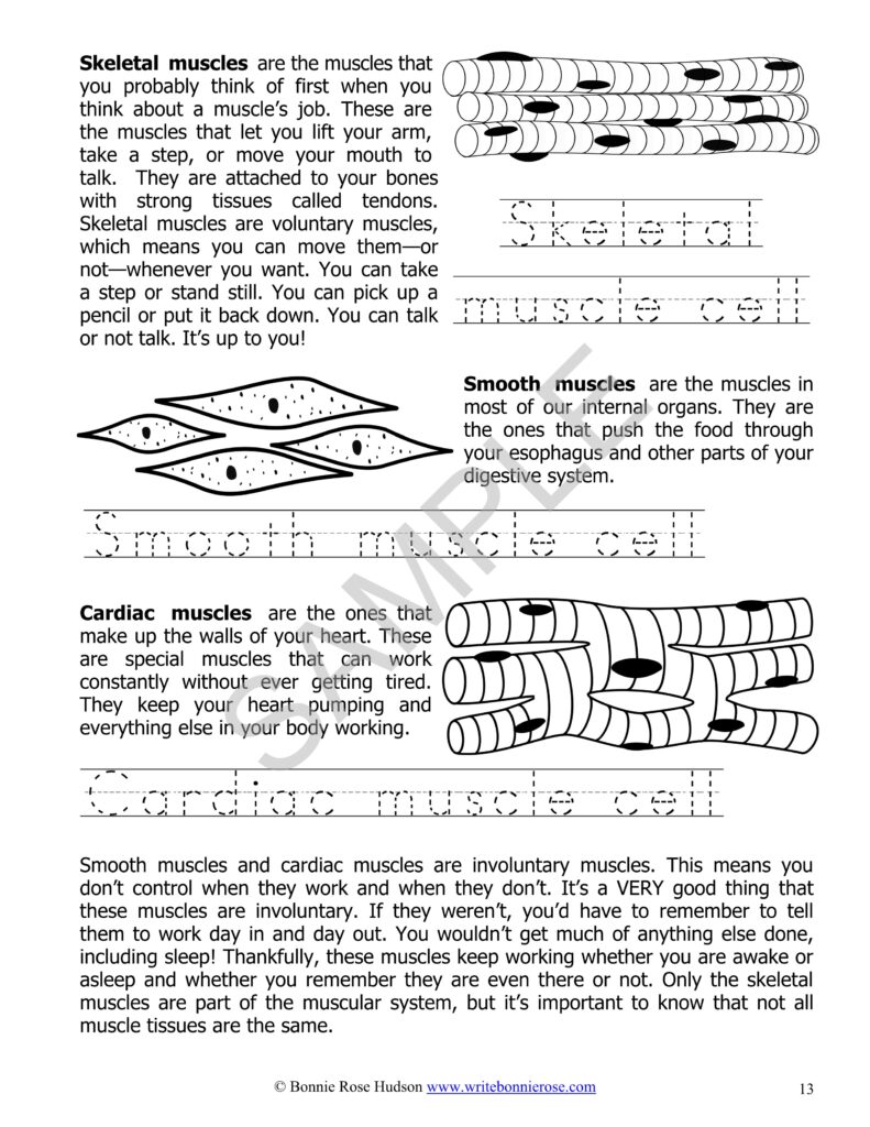 A Closer Look at Body Systems-Learning About Science, Level 2 | Made By ...