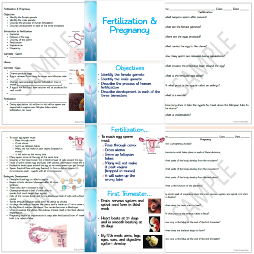 Life Cycles: Fertilization and Pregnancy PowerPoint & Worksheets | Made ...