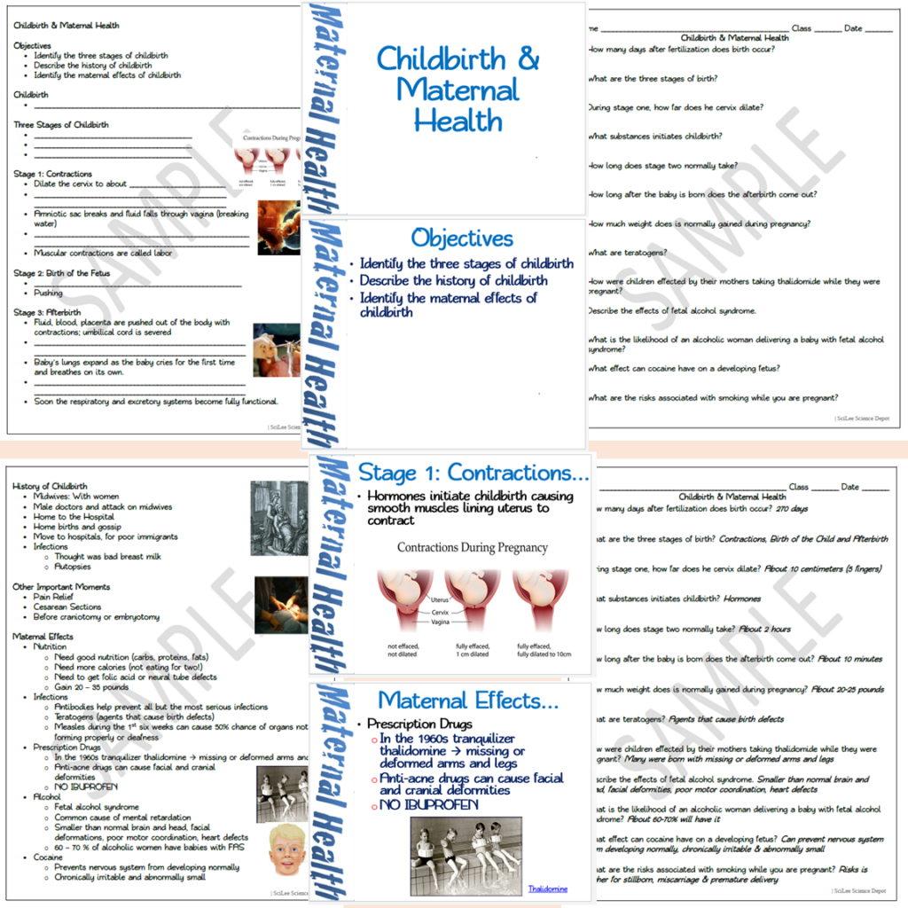Life Cycles: Childbirth and Maternal Health PowerPoint & Worksheet ...
